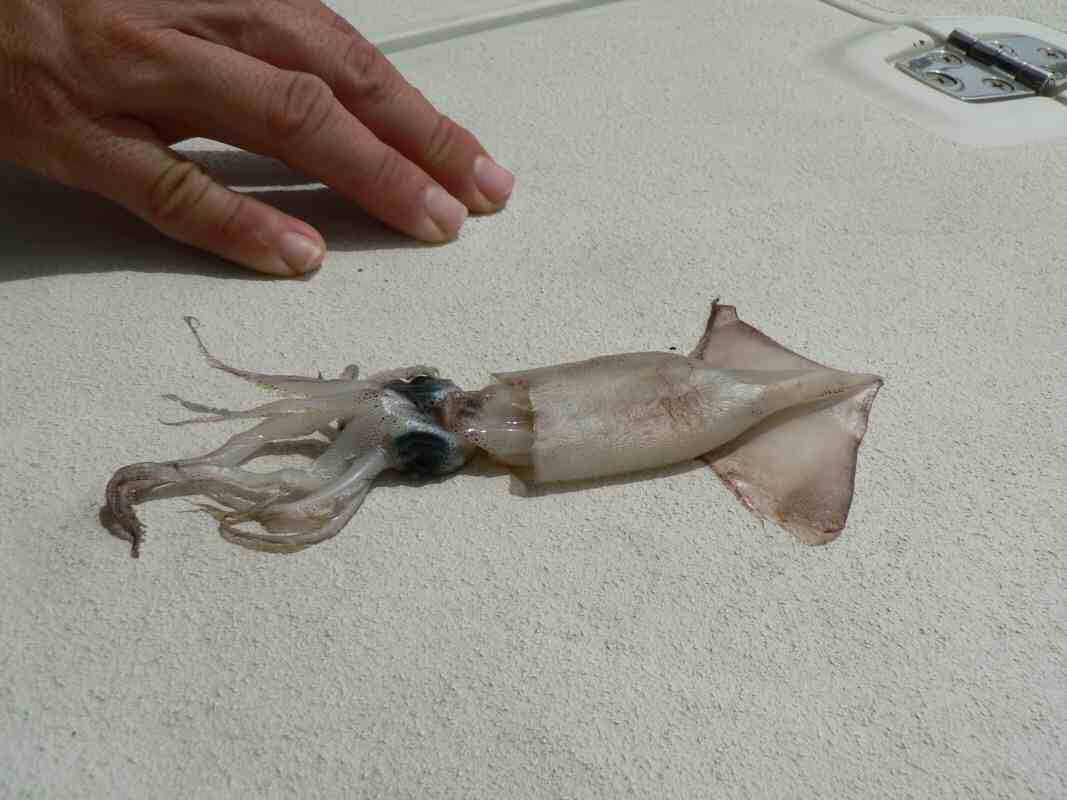 May 24 - July 3, 2006